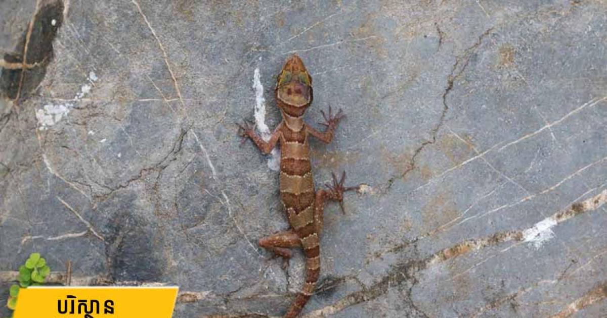 អ្នកស្រាវជ្រាវរកឃើញប្រភេទតុកកែប្រភេទថ្មី សម្រាប់ពិភពលោកនៅកម្ពុជា | RVA